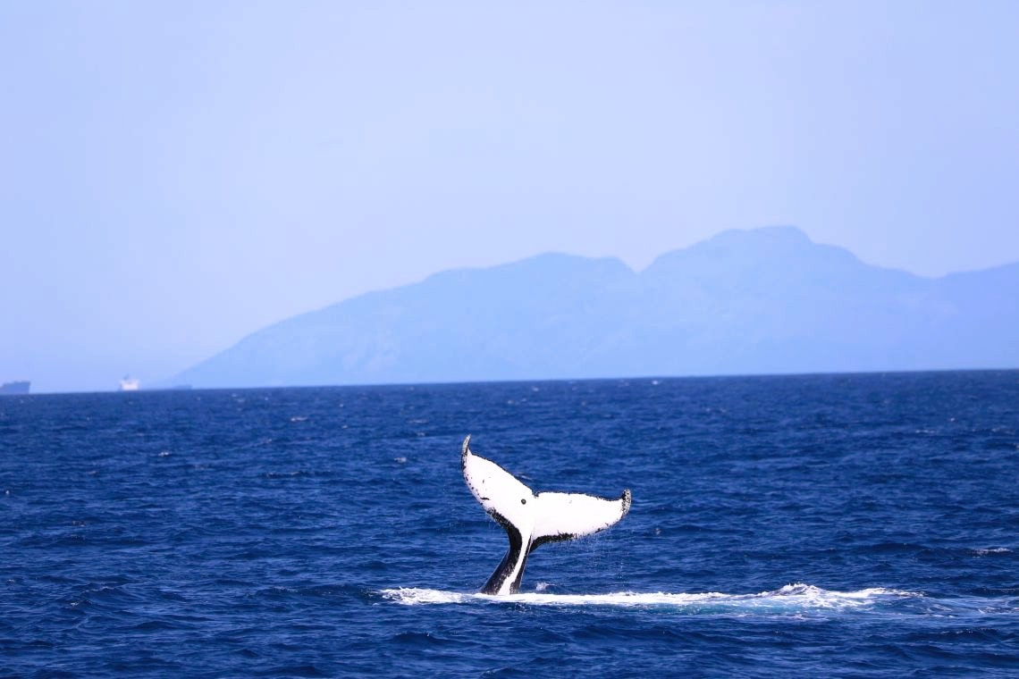 Moby Dick in mostra a Genova: balene, mito e arte